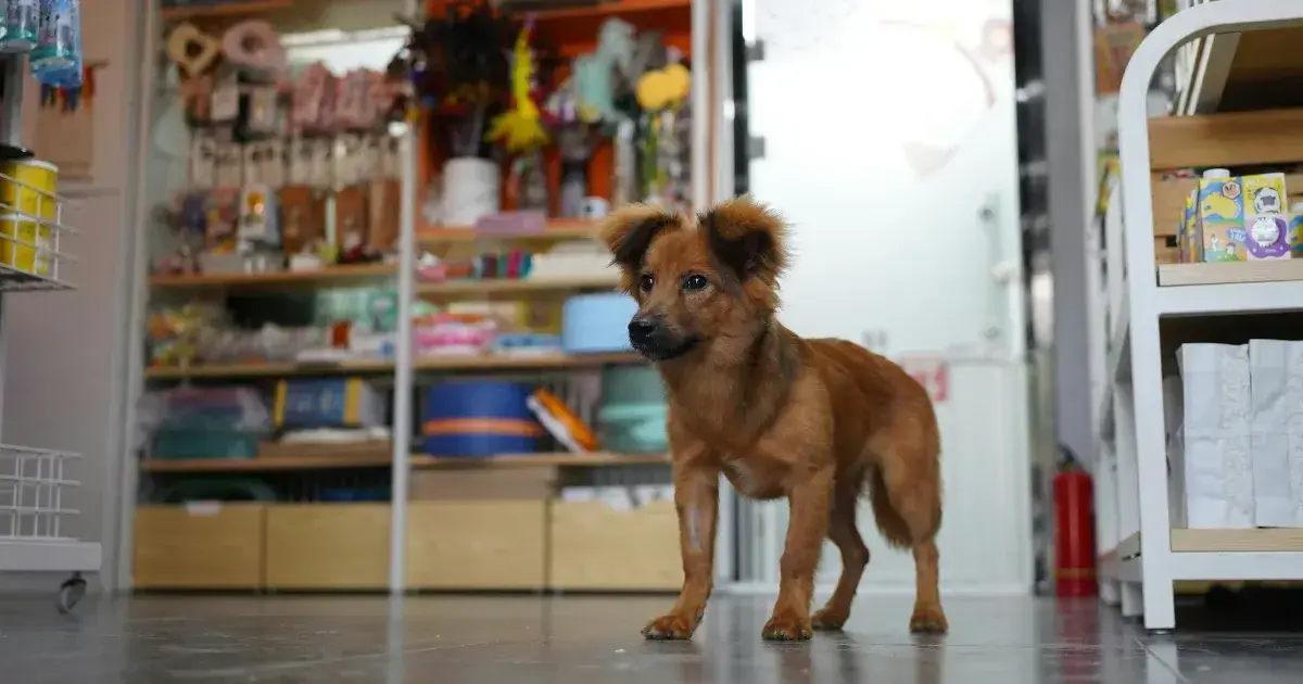 Creating the Perfect Pet Store Layout: 7 Strategies | eTailPet